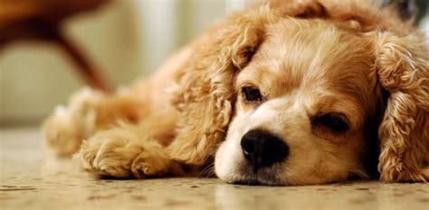 Sepsis In Dogs Symptoms Causes And Treatment