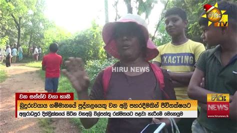 උපන්දිනය දා මල් කඩන්න ගිය සෝමතිලකගෙ ඉරණම තනි අලියා විසඳපු හැටි Youtube