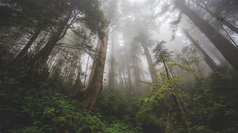 배경 화면 1920x1080px 숲 이파리 안개 자연 식물 나무 목재 벌레의 시선 1920x1080 Goodfon 1032734 배경 화면