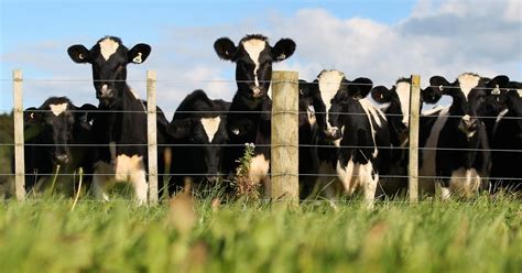 Cow Manure Ponzi Scheme Can Manure Become Clean Energy