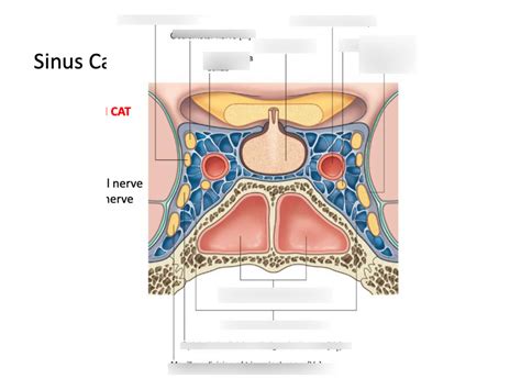 Sinus Cavernosus Diagram Quizlet