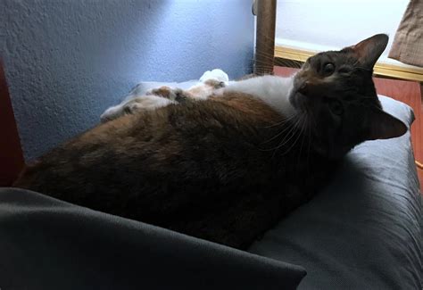 Mazikeen My Emotional Support Demon Scrolller