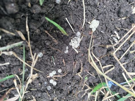 Mysterious Eggs In Mud Rwhatsthisbug
