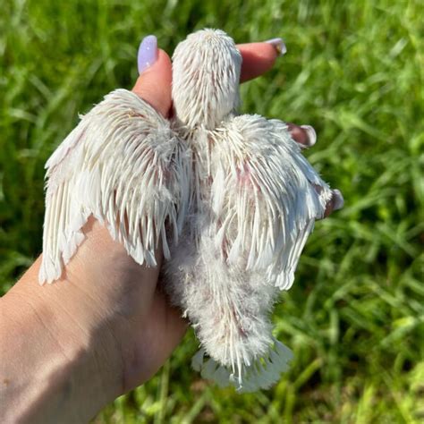 Albino Quaker Jonathon Scott Parrot Farm