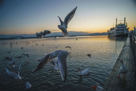 浜大津港の鳥さんたち GANREF