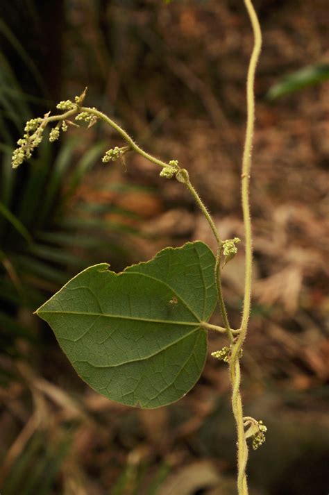 Dioscorea Dioscoreaceae