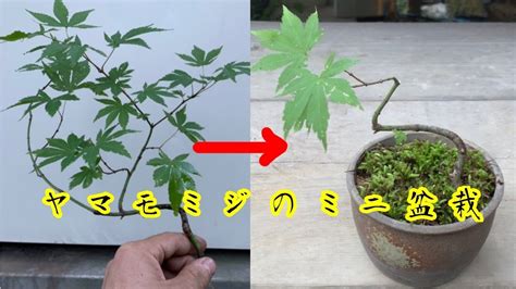 もみじの盆栽 ヤマモミジのミニ盆栽作り Japanese maple BONSAI 盆栽 紅葉 もみじ 小品盆栽 豆盆栽 YouTube
