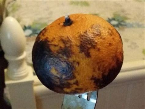 關於烤橘子 鹽蒸橙子 能止咳的說法 聽聽醫師們的建議 烤橘子 鹽蒸橙子 止咳 希望之聲