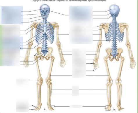 Bone Labels Diagram Quizlet Bone Labels Diagram Quizlet