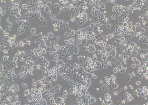 Nci H460 Cell Line Ubigene