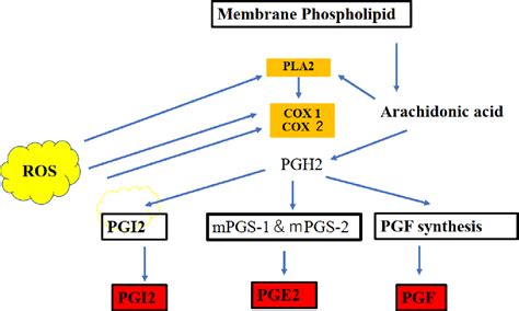 Pdf Lipid Based Molecules On Signaling Pathways In Autism Spectrum