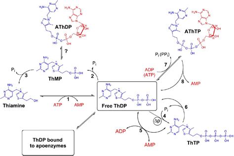 Adenosine Thiamine Triphosphate Semantic Scholar