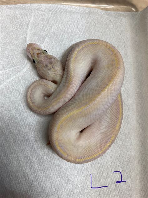 Ivory Ball Python By Lake County Reptiles Morphmarket