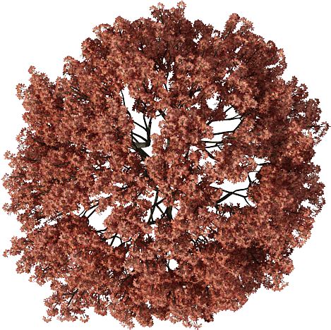 Tree Png Plan View Red Tree Top View Clip Art Library The Best Porn Website