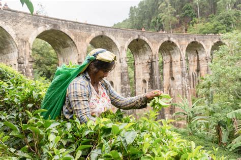 Uva Tea – Basilur Tea