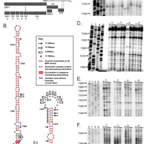 The Murine Norovirus Genome Contains Three 3 Terminal Stem Loop RNA Download Scientific Diagram