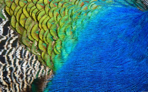 🔥 50 Peacock Feather Wallpapers Windows 10 Wallpapersafari