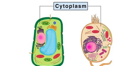 Cytosol Vs Cytoplasm Difference Between Cytosol And Cytoplasm Full Review By Sciencecodons