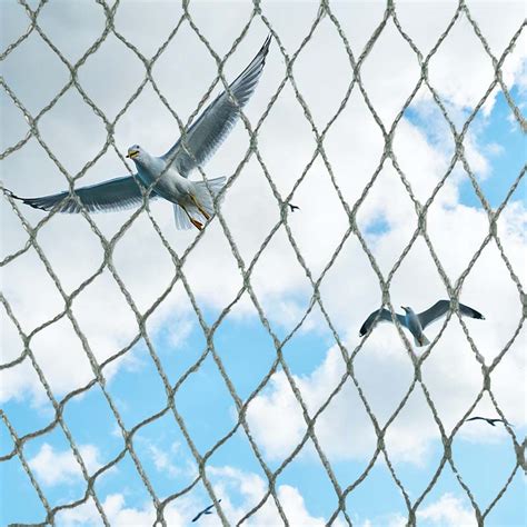 China High Quality Lightweight Bird Netting Factory Manufacturers And
