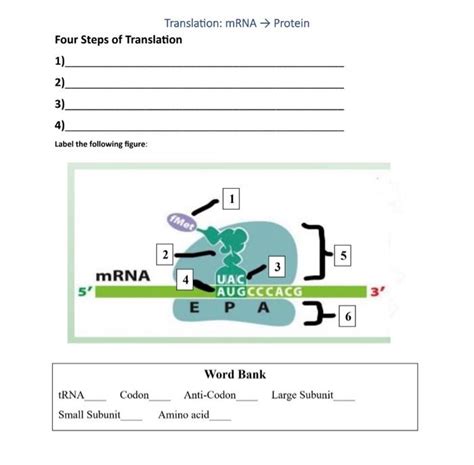 Solved RNA Processing RNA MRNA Three Steps Of MRNA Chegg