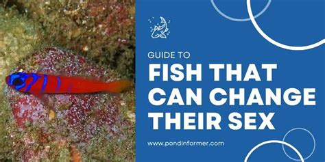 10 Fish That Can Change Their Sex Surprising Facts Pond Informer