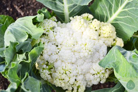 Coliflor | Coliflor, Huerto