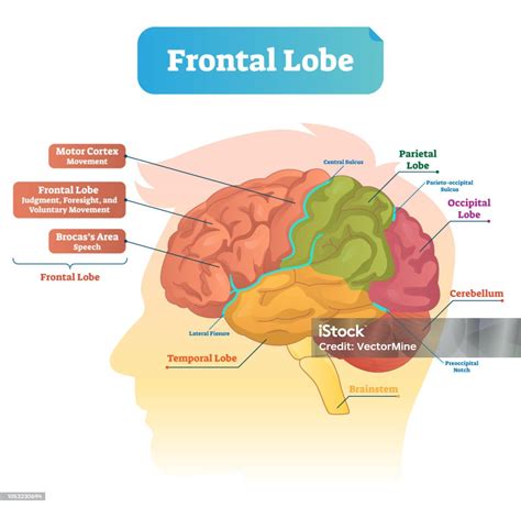 Frontal Lobe Vector Illustration Labeled Diagram With Brain Part Structure Stock Illustration