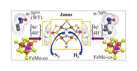 Reductive Elimination Of H2 Activates Nitrogenase To Reduce The N≡n Triple Bond
