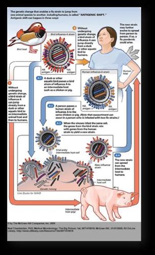 Influenza Flashcards Quizlet