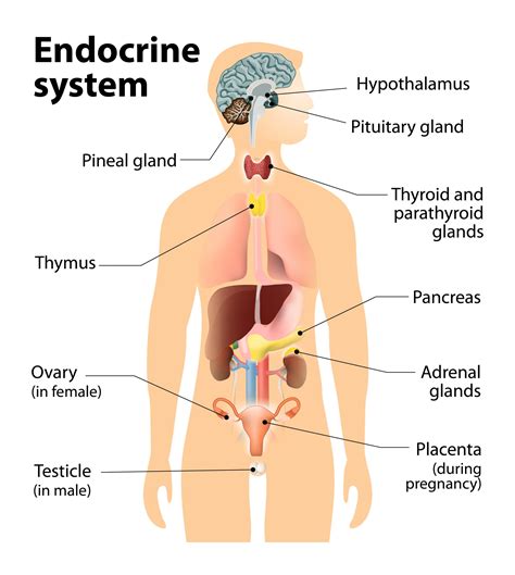 How Endocrine Disruptors Affect Our Health And Weight Amelia Phillips