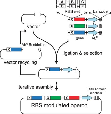 A Modular Cloning Strategy For Combinatorial Assembly Of Multi Gene Download Scientific Diagram