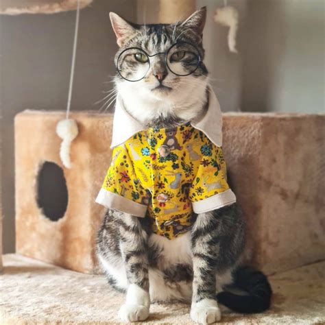 15 миленичиња со „стил“ на кои сопствениците сами одлучиле да им дизајнираат облека Мотика