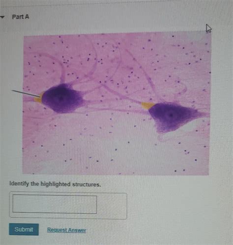 solved identify the highlighted structures identify the