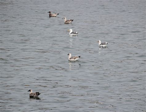 Need Help Identifying These Different Types Of Gulls Newport Or R