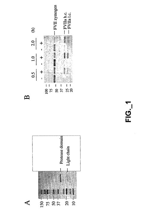 Methods And Compositions For Modulating Hepatocyte Growth Factor Activation Eureka Patsnap