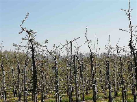 Frost Protection Pictures