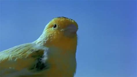 AIR BUD Official Movie Free Download Borrow And Streaming Internet Archive