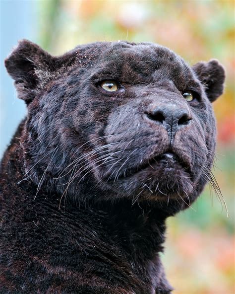 Черная пантера: banallex — LiveJournal