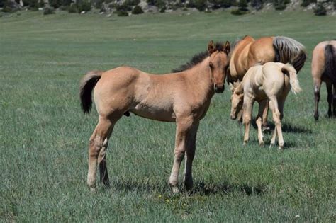 Jay Sap Bar 2016 Bay Roan Colt Open Spear Ranch