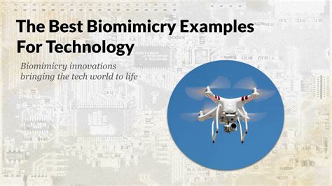 The Best Biomimicry Examples For Technology