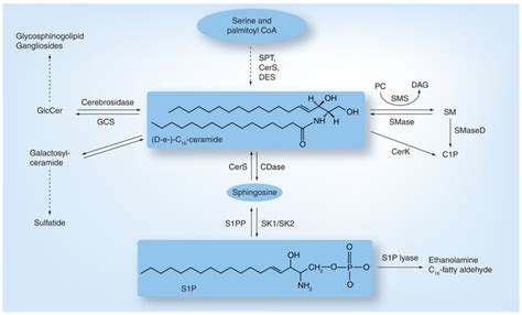 De Novo Generation Of Ceramide And Its Metabolism To Generate
