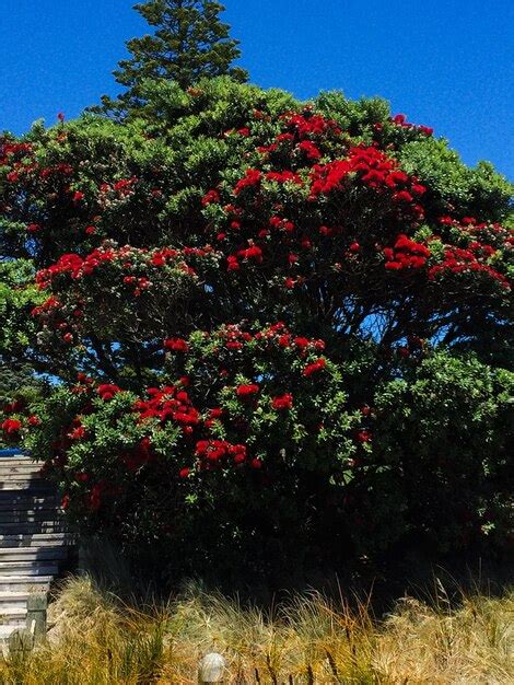 Premium Photo Red Flowers Growing On Tree Against Blue Sky