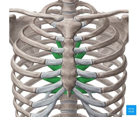 Musculus Transversus Thoracis Muscle Medical Anatomy Human Anatomy