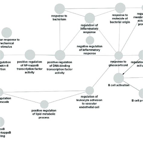 Extended Network Of Gene Ontology Term Nodes Related To Nf κb