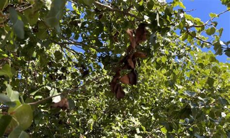 What To Do About Fireblight And Its Effect On Quince Pear And Apple Trees Press Enterprise
