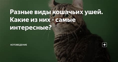 Разные виды кошачьих ушей Какие из них самые интересные КотоВедение Зоопсихолог Юлия