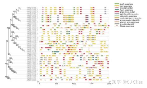 植物启动子 顺式作用元件 批量提取 预测 可视化分析 知乎