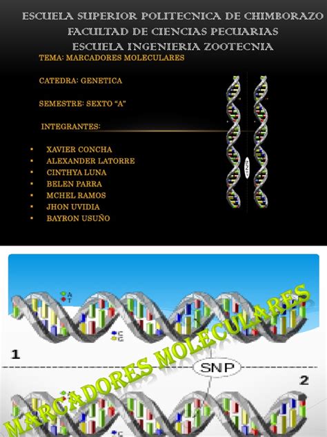 Marcadores Moleculares Snp S Pdf Polimorfismo De Nucleótido Simple Adn