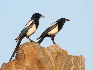 喜鵲 eBird