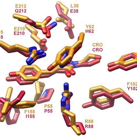 Ligplot Diagram Showing The Difference In Chromophore Interacting